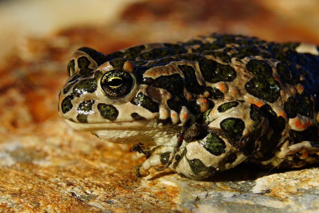 Animale veninoase din România (continuare) | Fauna cum laude | Doru ... Animale veninoase din România (continuare) | Fauna cum laude | Doru ...